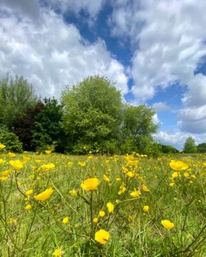 SAVE RYEBANK FIELDS - SAVE RYEBANK FIELDS