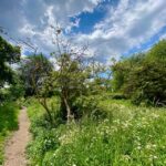 SAVE RYEBANK FIELDS - SAVE RYEBANK FIELDS