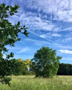 SAVE RYEBANK FIELDS - SAVE RYEBANK FIELDS