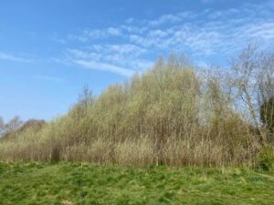 SAVE RYEBANK FIELDS - SAVE RYEBANK FIELDS