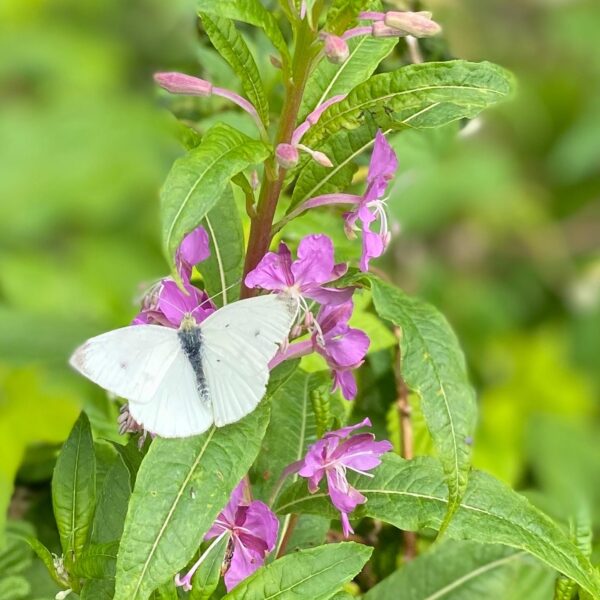 SAVE RYEBANK FIELDS - SAVE RYEBANK FIELDS