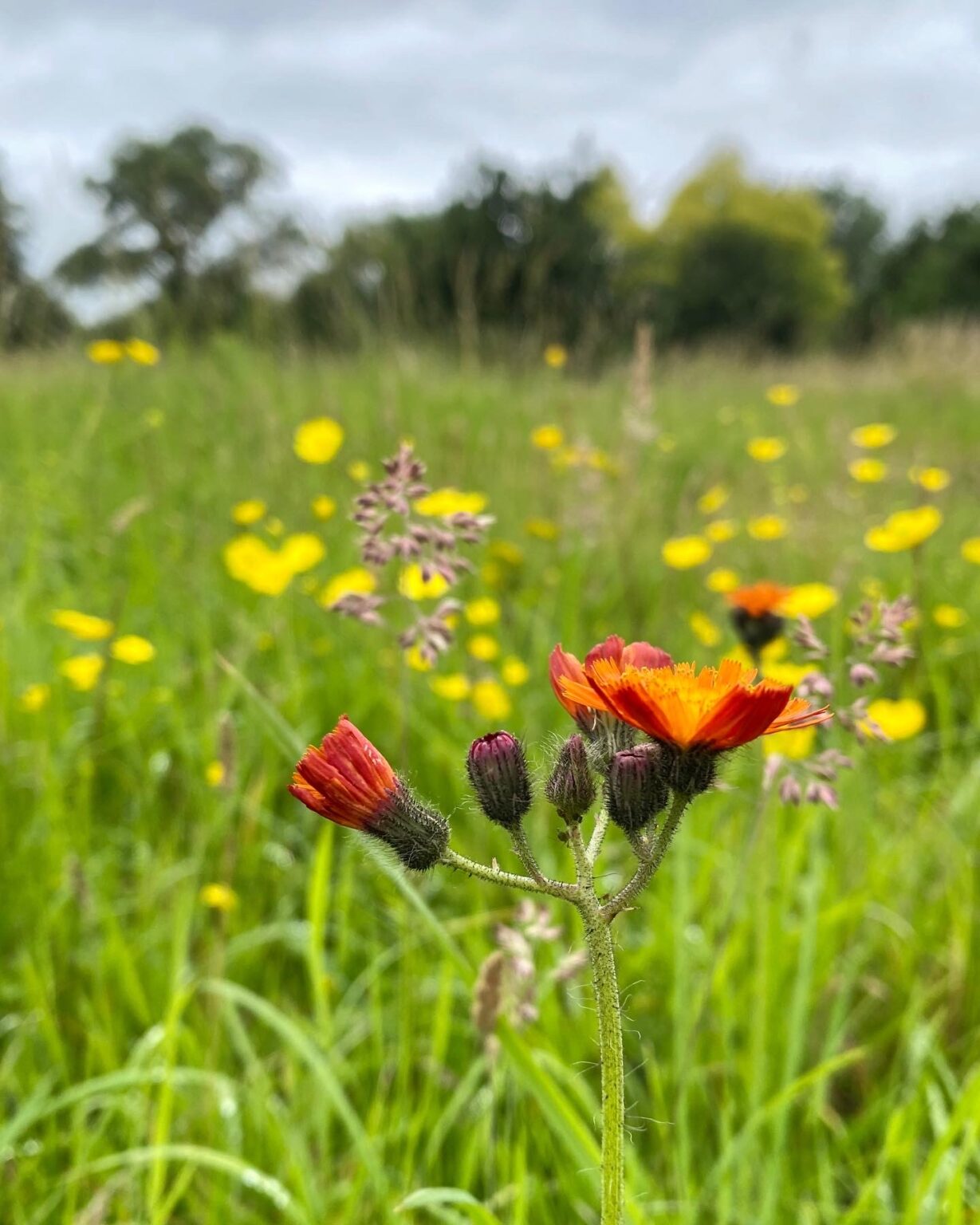 SAVE RYEBANK FIELDS - SAVE RYEBANK FIELDS