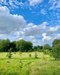 SAVE RYEBANK FIELDS - SAVE RYEBANK FIELDS