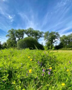 SAVE RYEBANK FIELDS - SAVE RYEBANK FIELDS