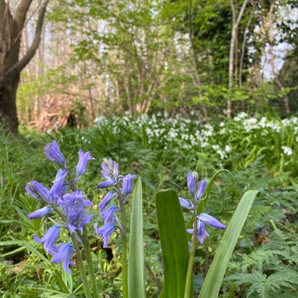 SAVE RYEBANK FIELDS - SAVE RYEBANK FIELDS