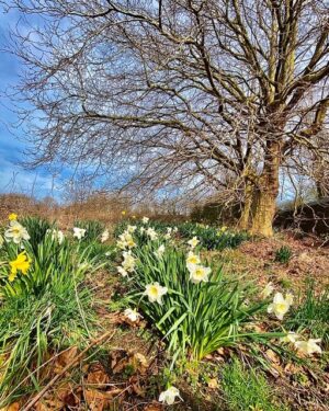 SAVE RYEBANK FIELDS - SAVE RYEBANK FIELDS