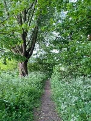 SAVE RYEBANK FIELDS - SAVE RYEBANK FIELDS