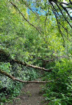 SAVE RYEBANK FIELDS - SAVE RYEBANK FIELDS