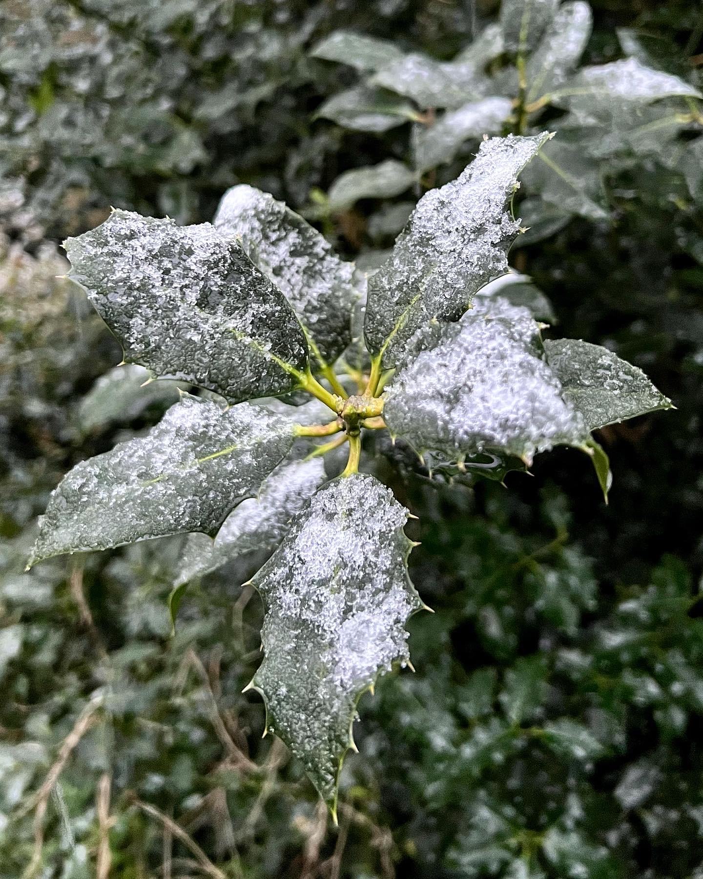 Nico Ditch - SAVE RYEBANK FIELDS